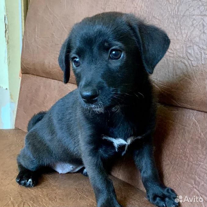 Девочка Злата 2мес