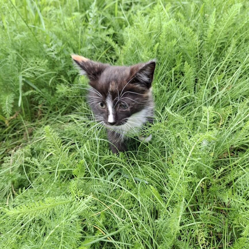 Котята 2 месяца, 3 мальчика и 3 девочки