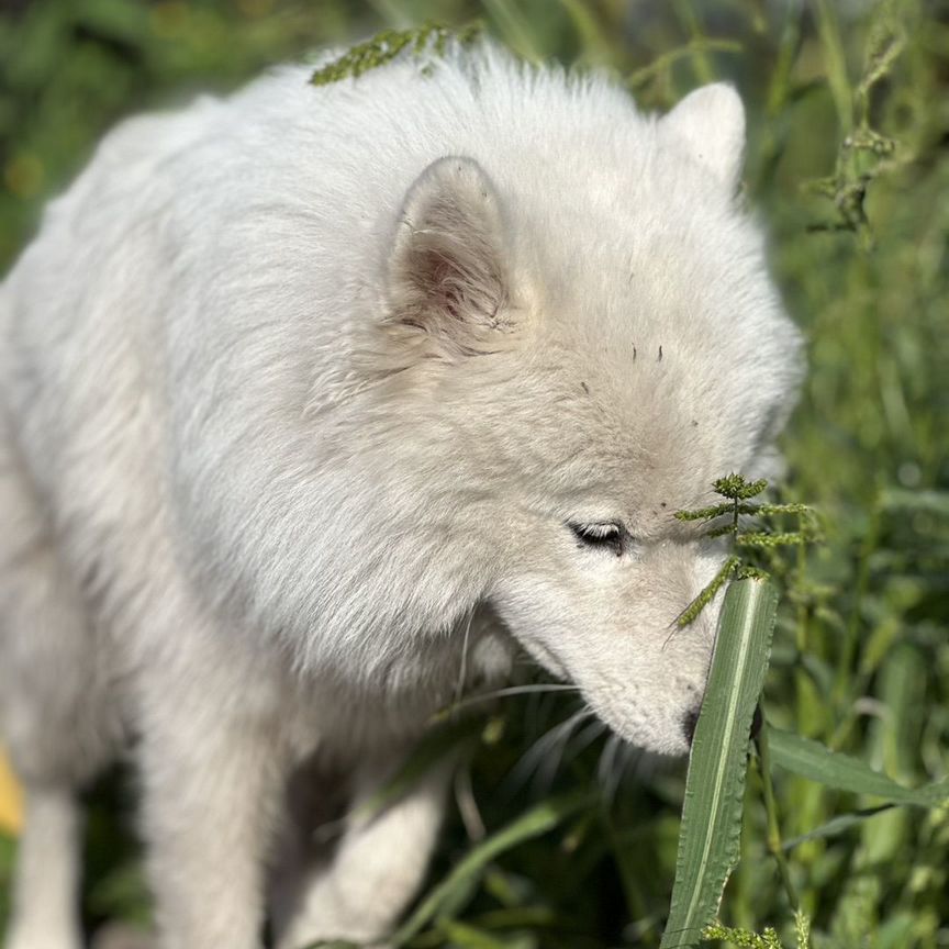 Отдадим в хорошие руки,ласковую девочку -самоеда
