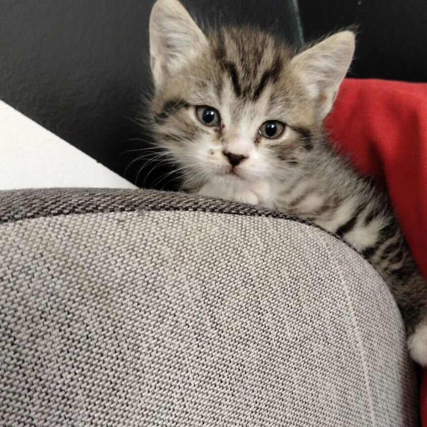 Котенок девочка бесплатно