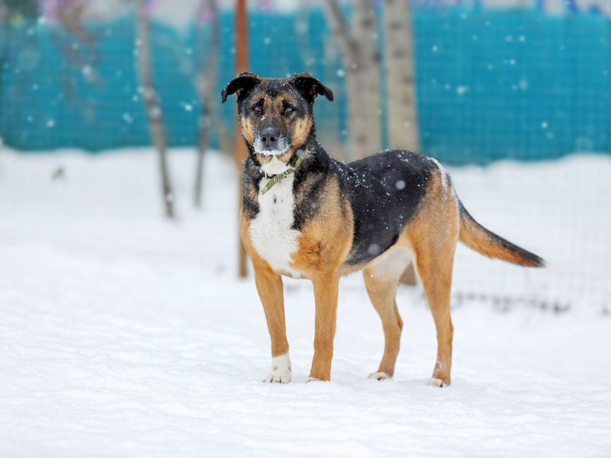 Собака из приюта в добрые руки