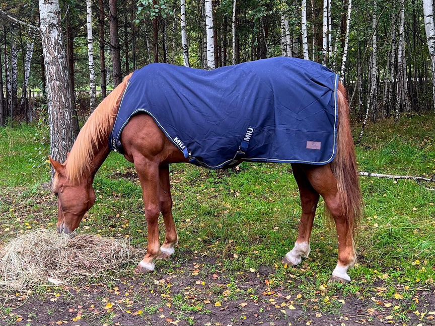 Попона MIU Equestrian для шагалки/водилки