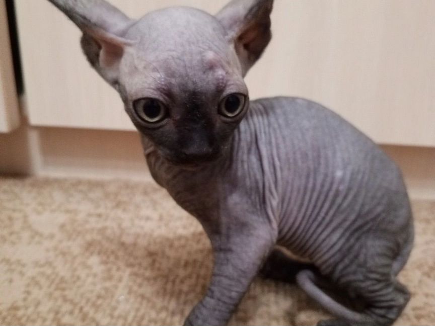 Канадский сфинкс котенок