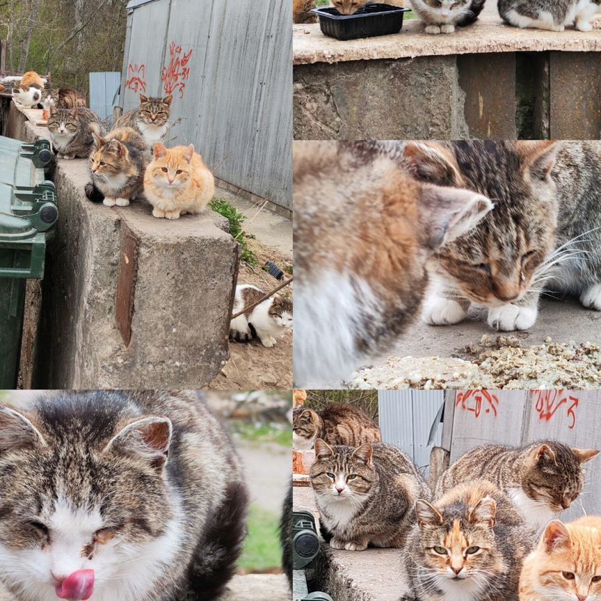 Взрослая, кошка в добрые руки