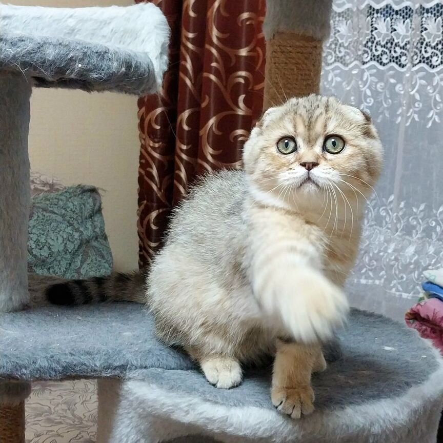 Шотландский мальчик фолд