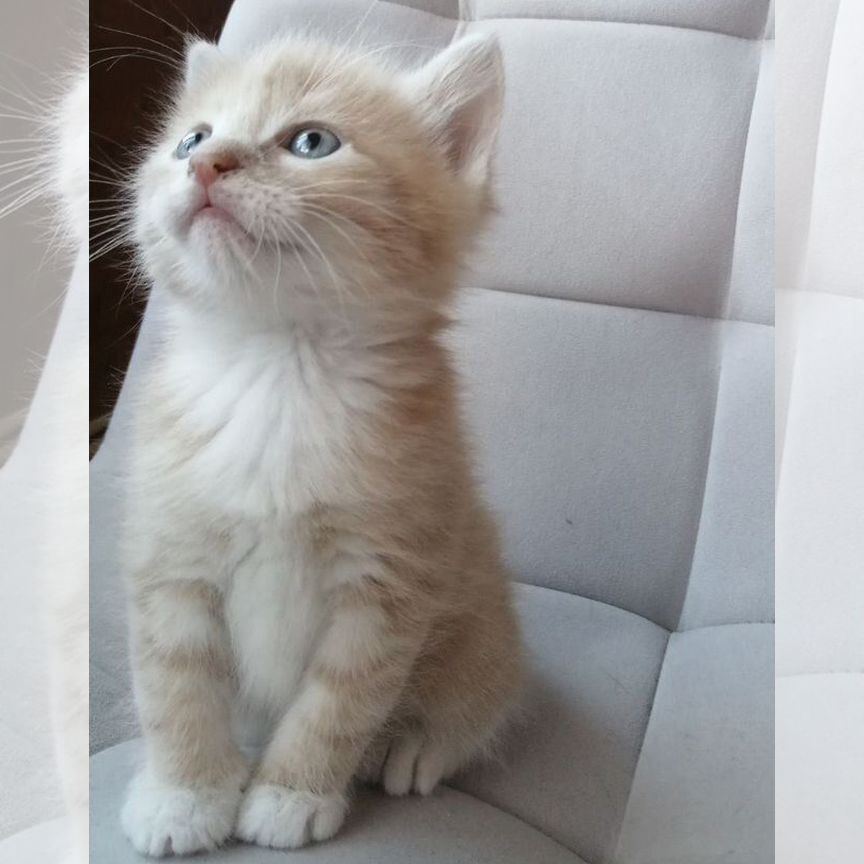 Котёнок от частного владельца