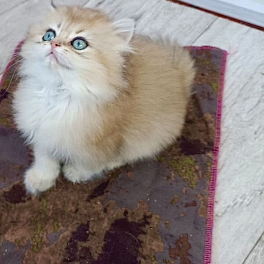Шотландская Золотая