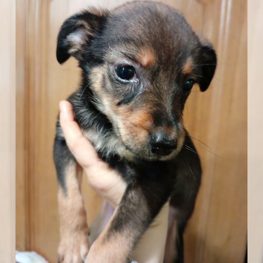 Русский той-терьер, щенок