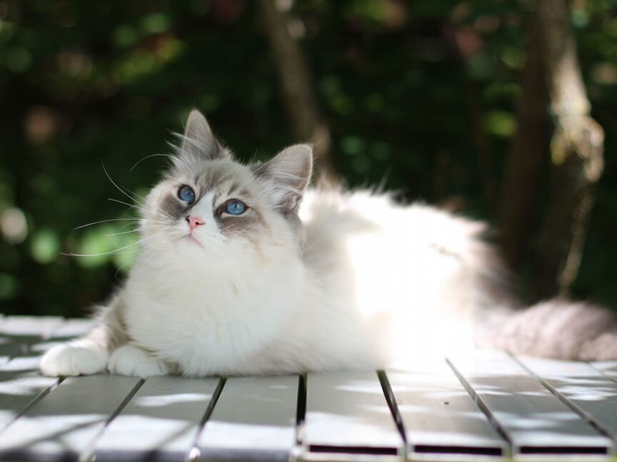 Невская маскарадная