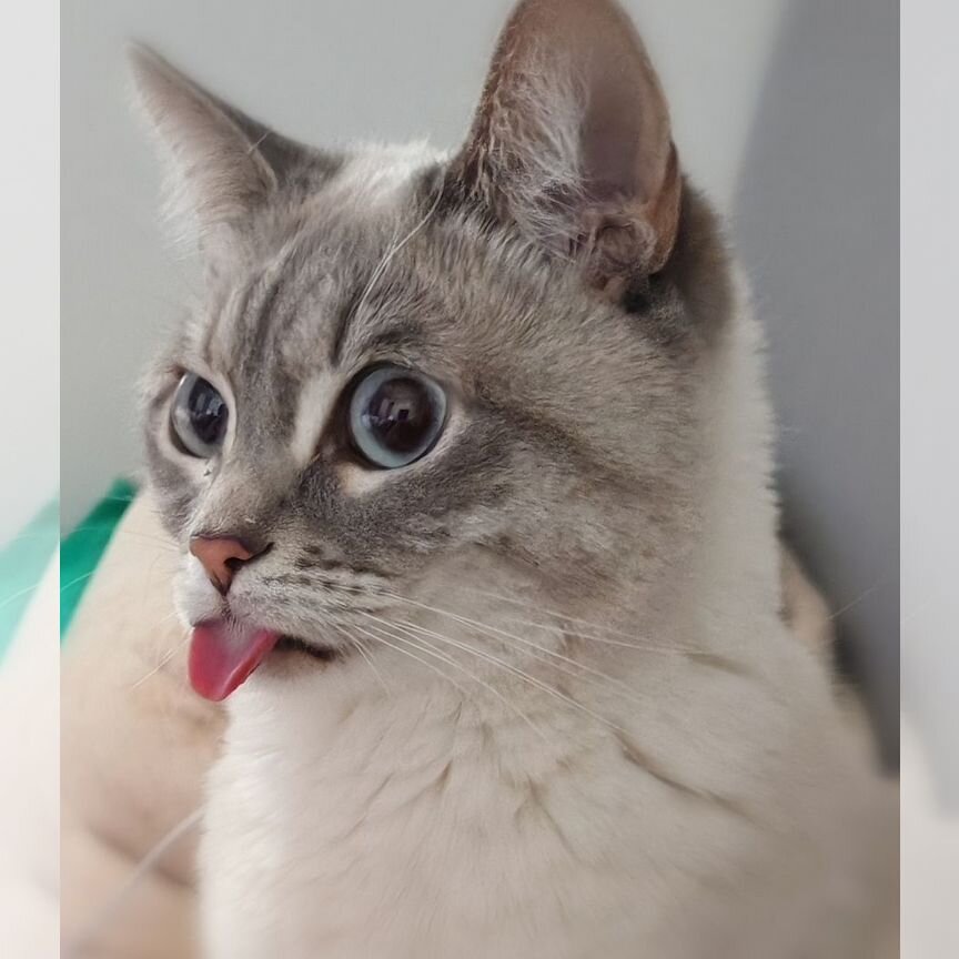 Невская маскарадная, взрослая кошка