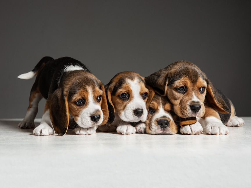 Необыкновенные малыши