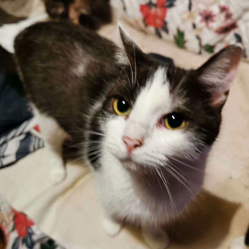 Домашняя Мегаласковая мурчало-тракторная нежнятина