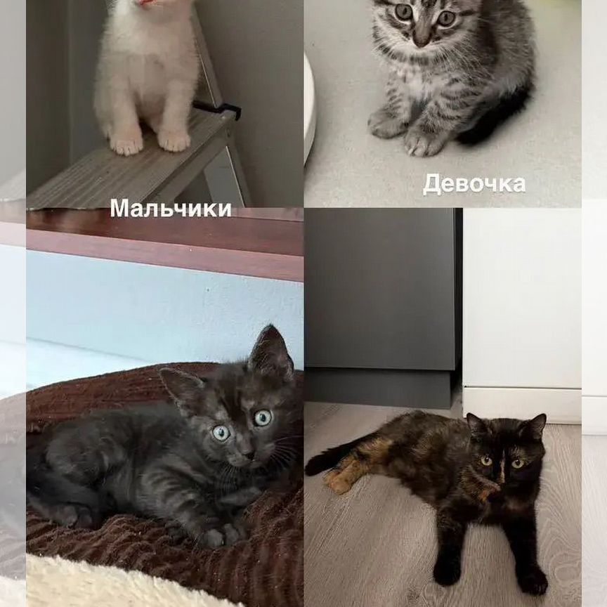Котёнок в добрые руки