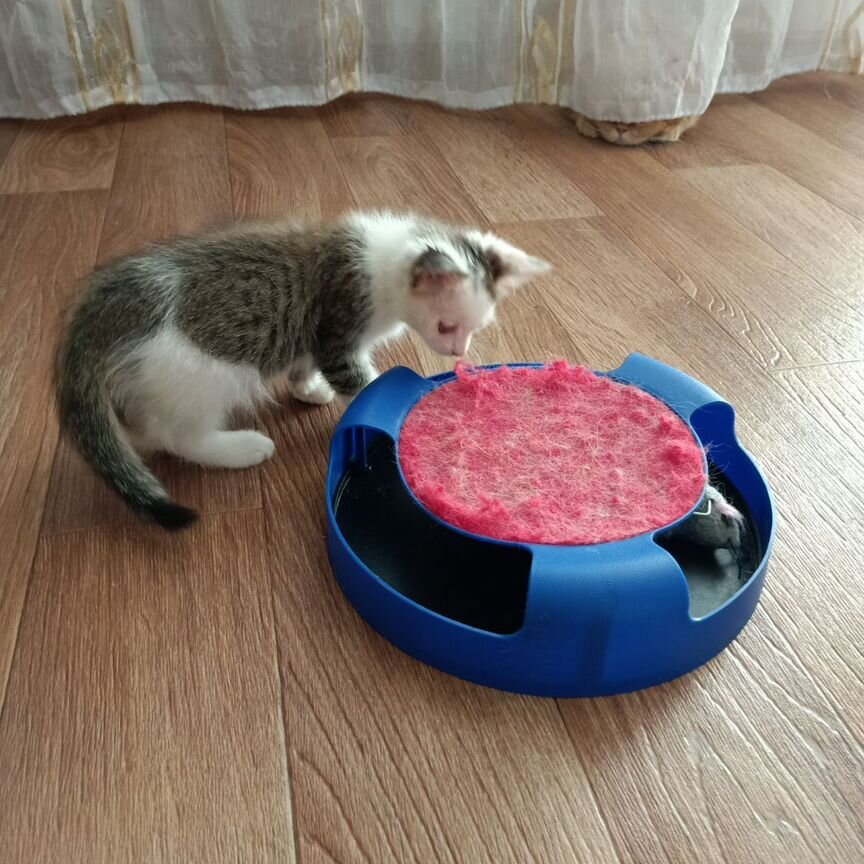 Котик Толик