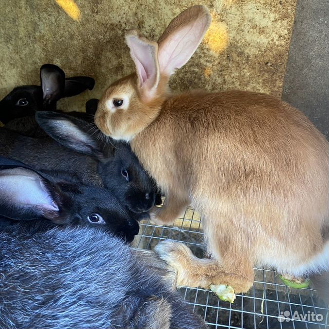 Кролики живым весом