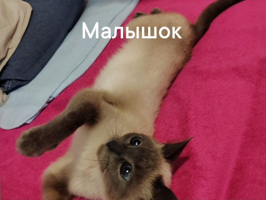 Сиамский котенок девочка