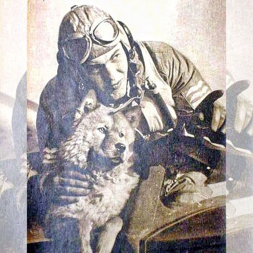 Взрослый пёс в добрые руки