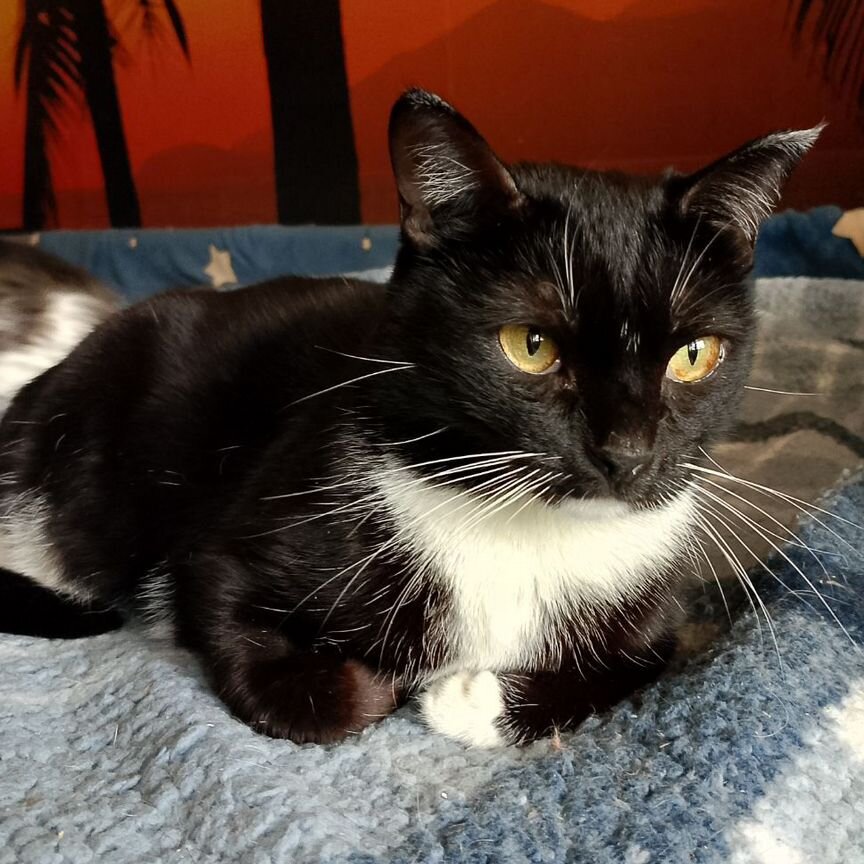 Взрослая, кошка в добрые руки