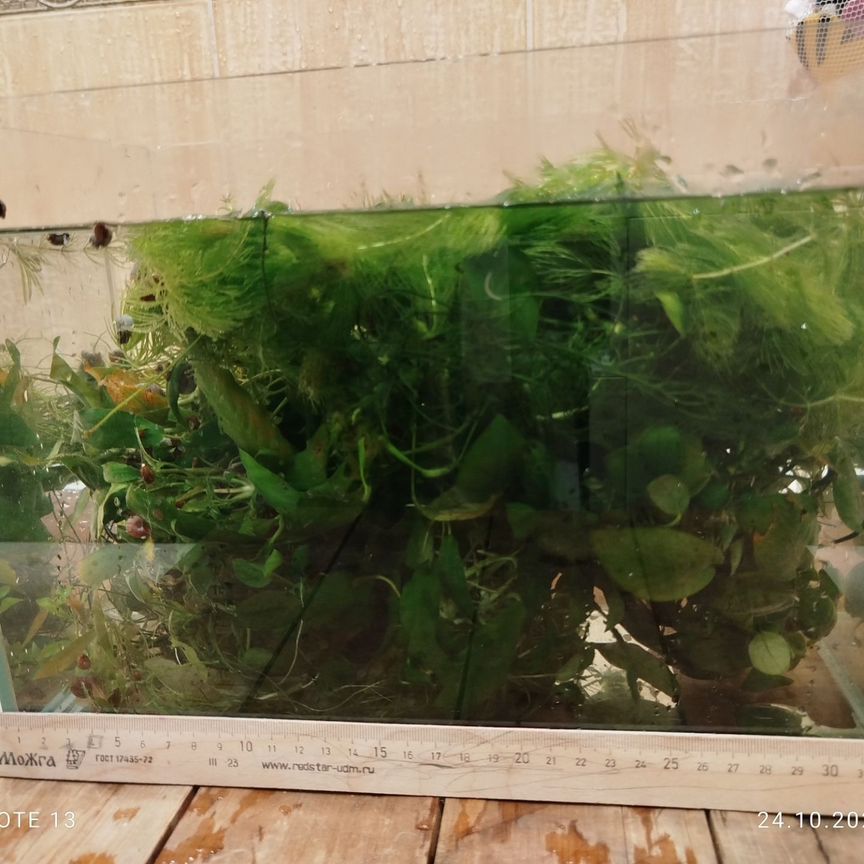 Аквариумные растения