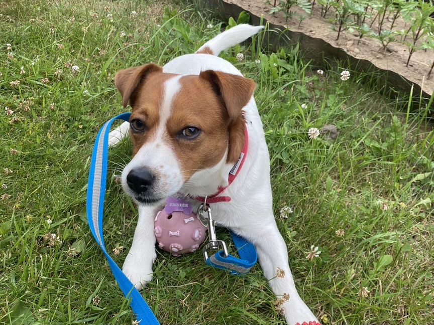 Вязка кобель джек рассел