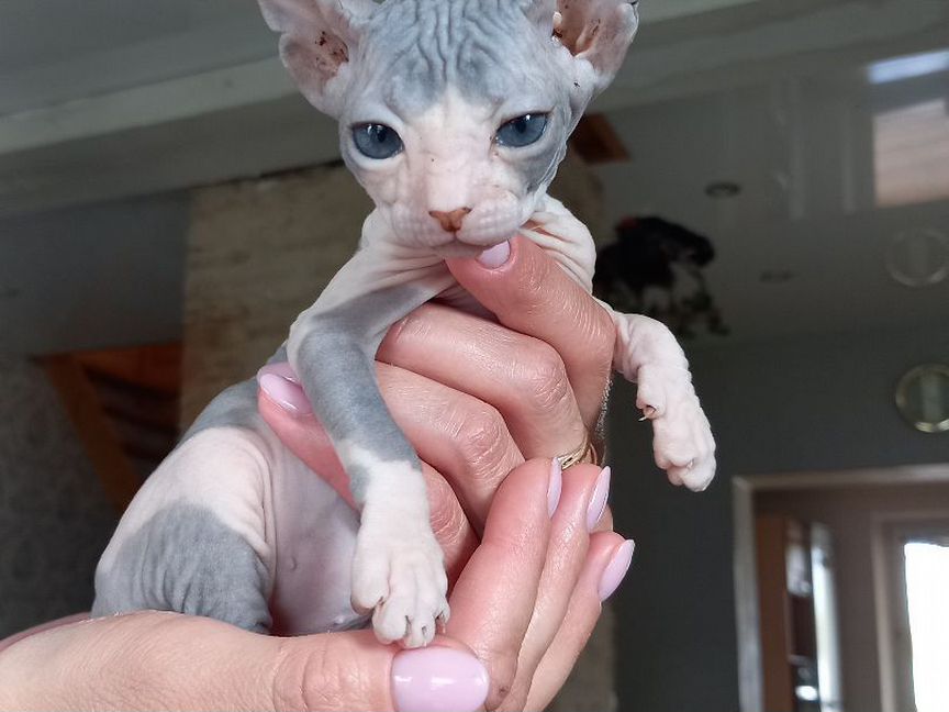 Донской сфинкс котята