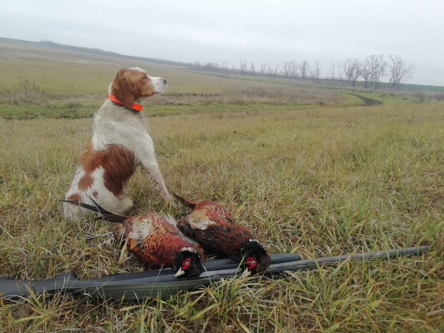 Эпаньол Бретон - Вязка