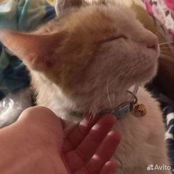 Отдадим кошечку в хорошие руки. Бесплатно