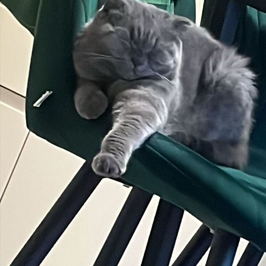 Кот шотландец