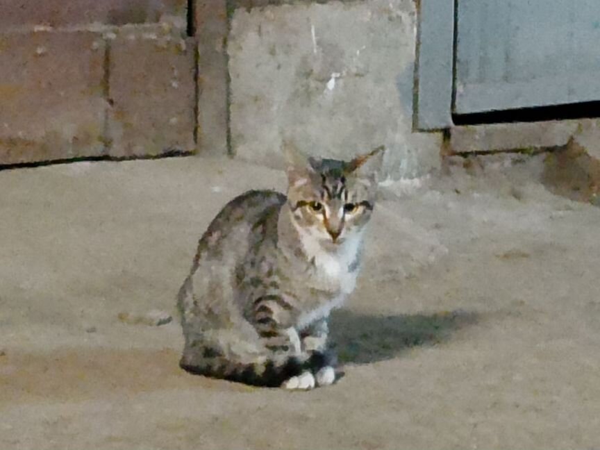 Котик жил в норе