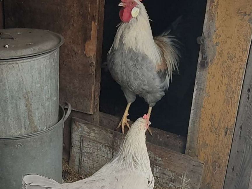 Выведу под заказ цыплят Леггорн Изабелла