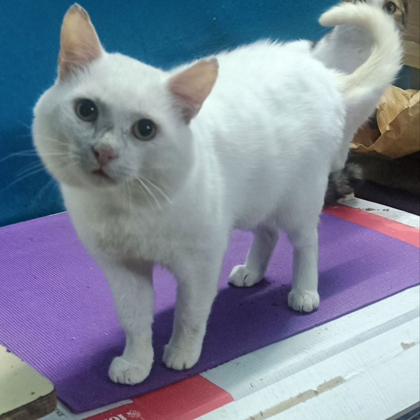 Отдам кота в добрые руки. Доставка