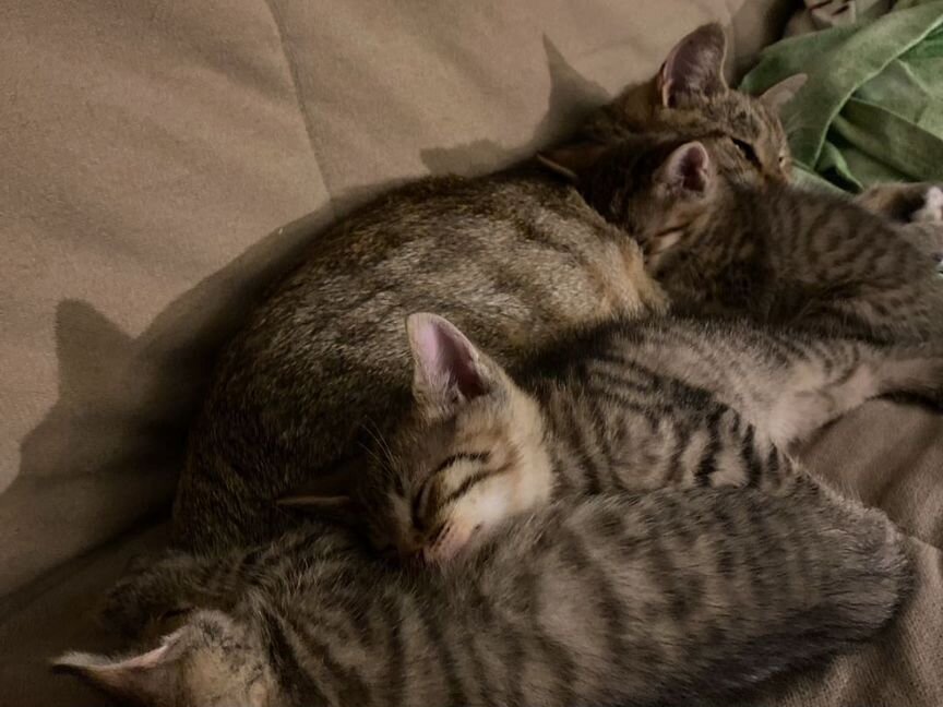 Кошки в добрые руки