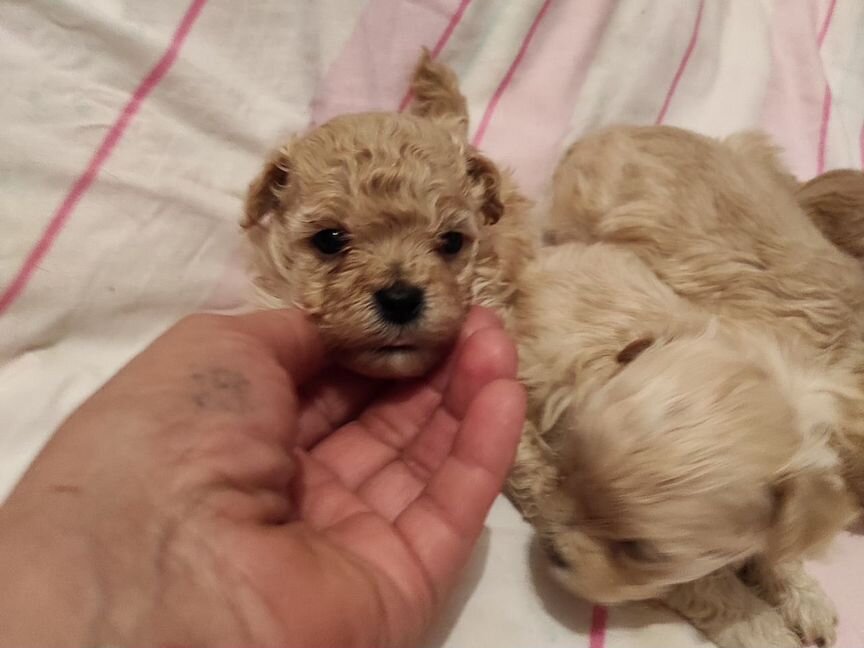 Мальтипу f1 micro Корея