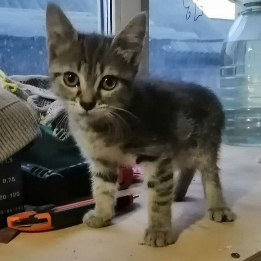 Котёнок в добрые руки