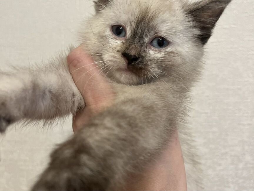 Девочка 1,5 - 2 месяца