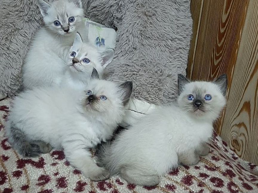 Котёнок балинез