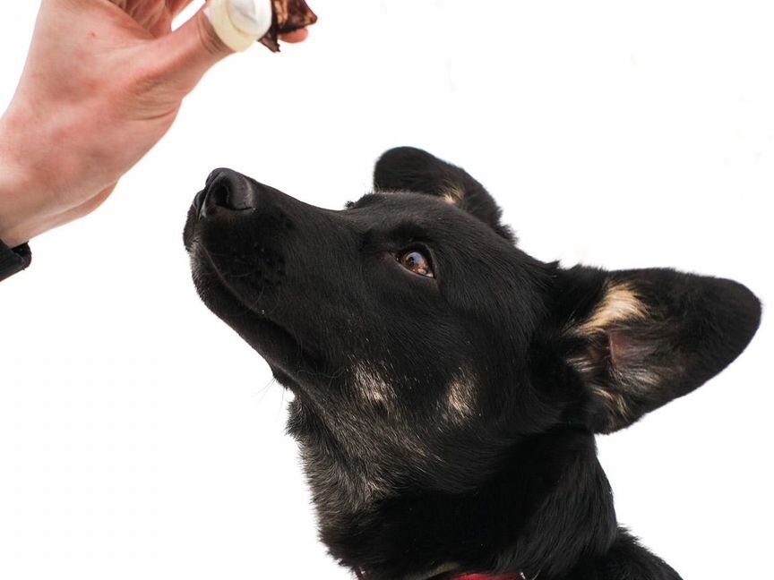 Черри из приюта