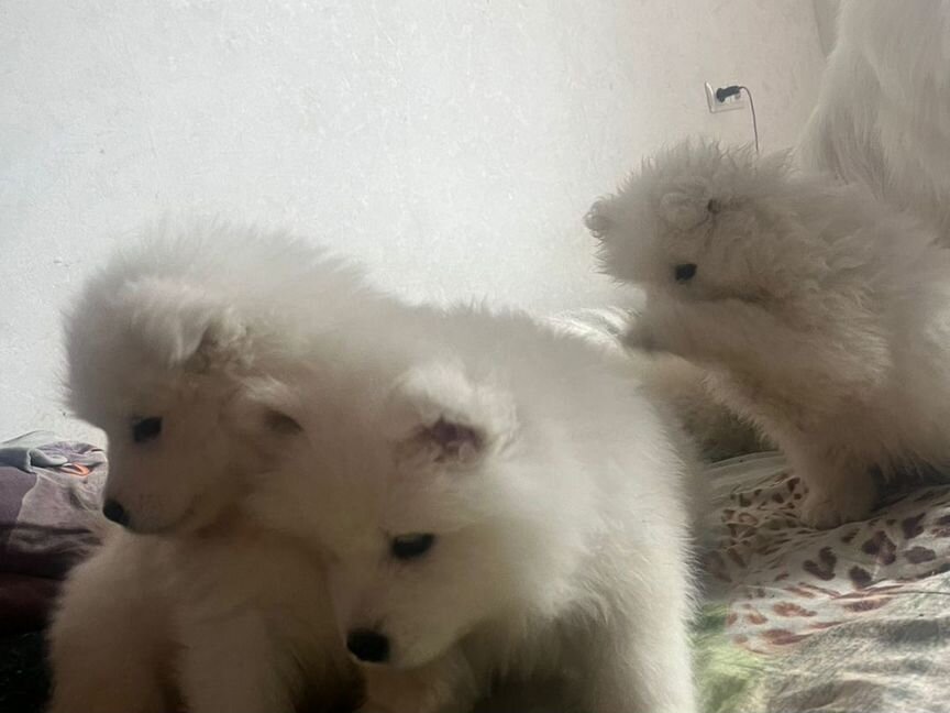 Щенки самоеда медвежьи
