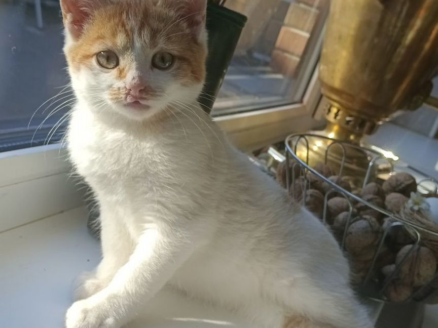 Котик бесплатно в добрые руки