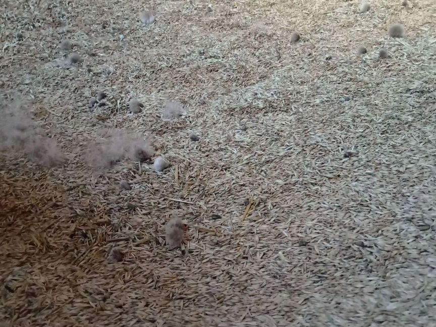 Семечко, Фуражный горох на корм