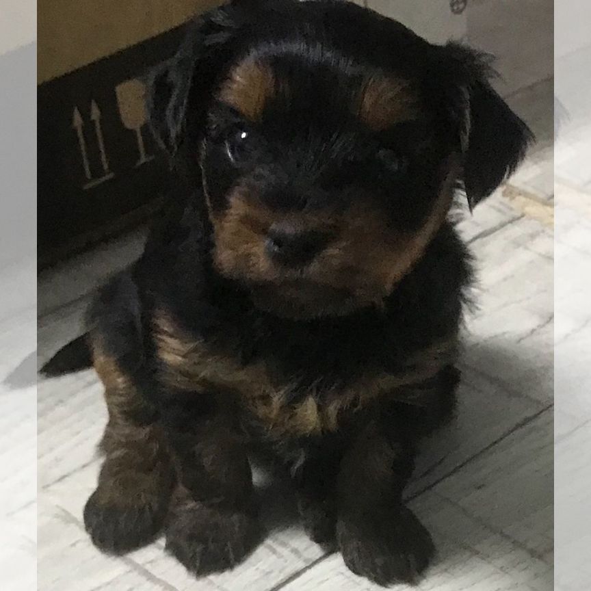 Йоркширский терьер, щенок