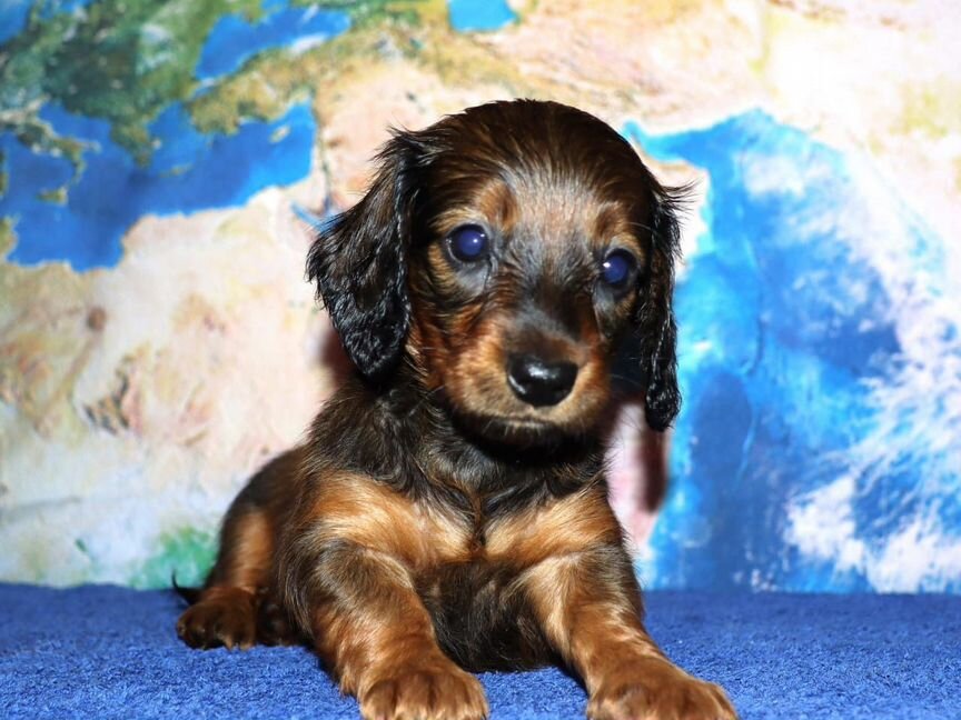 Такса стандарт длинношерстная