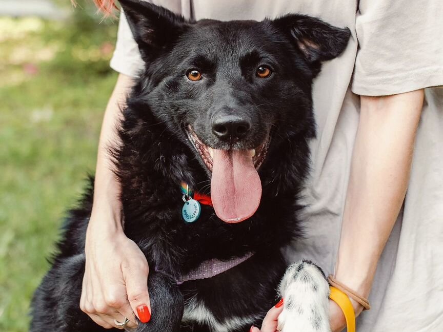 Самый воспитанный пёс в добрые руки