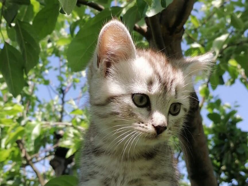 Продам котёнка