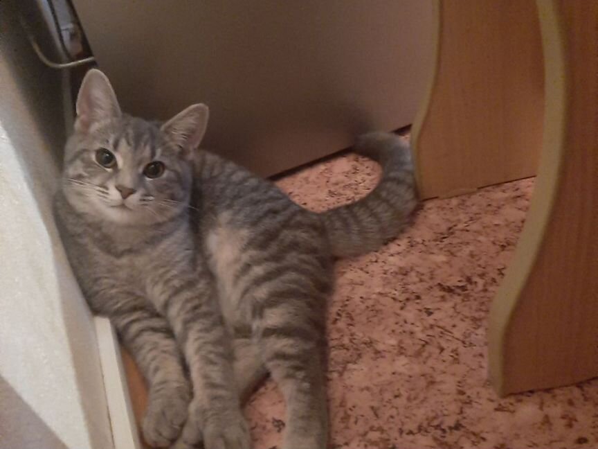 Кошка полубританка бесплатно