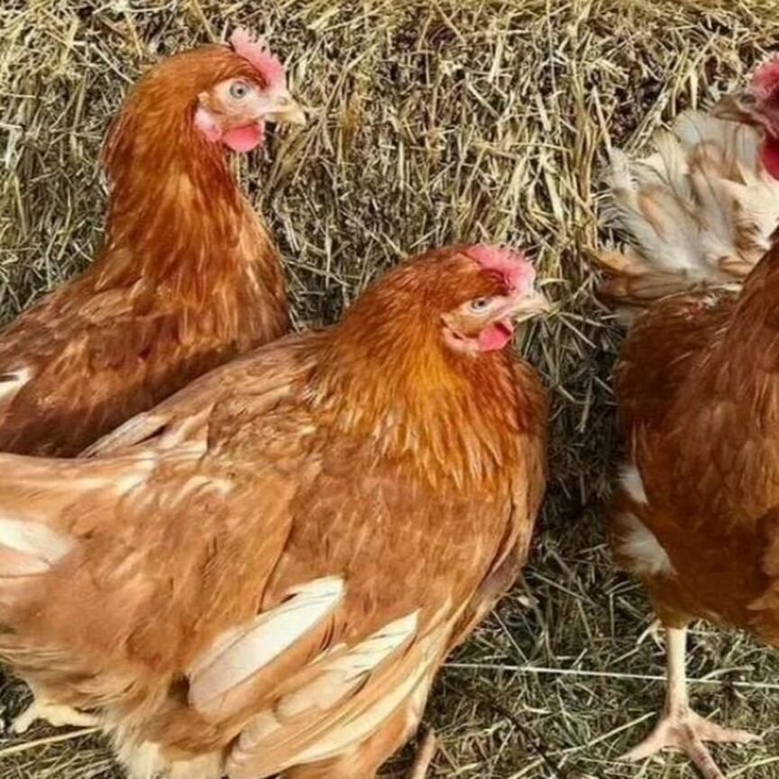 Куры несушки продам
