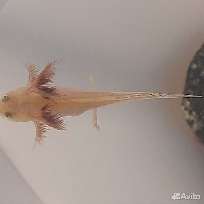 Личинка крокодилового тритона