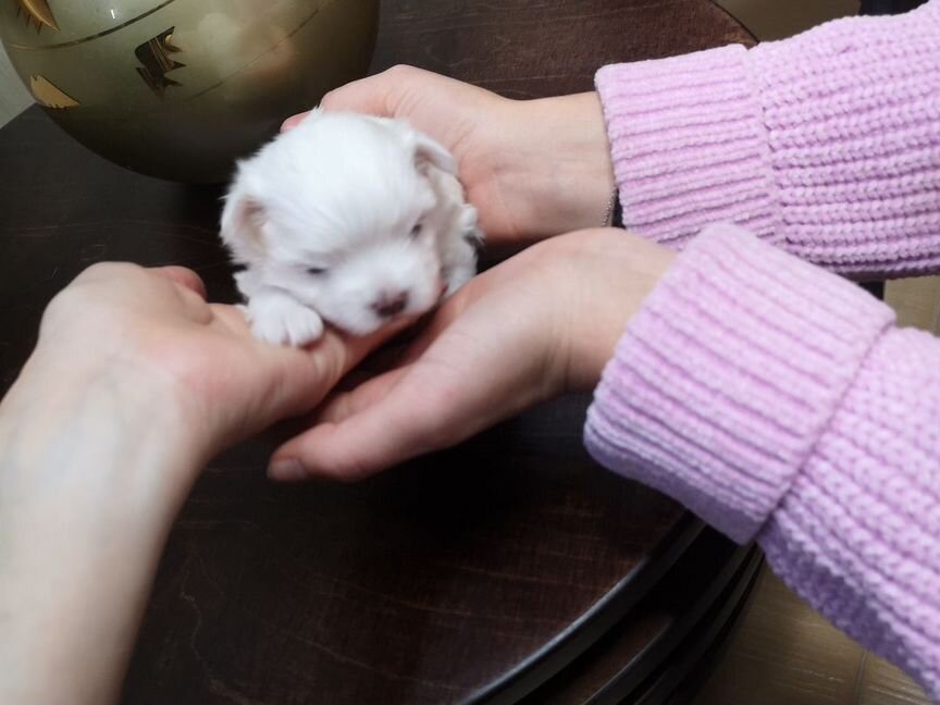 Щенок мальтезе ищет любящих родителей