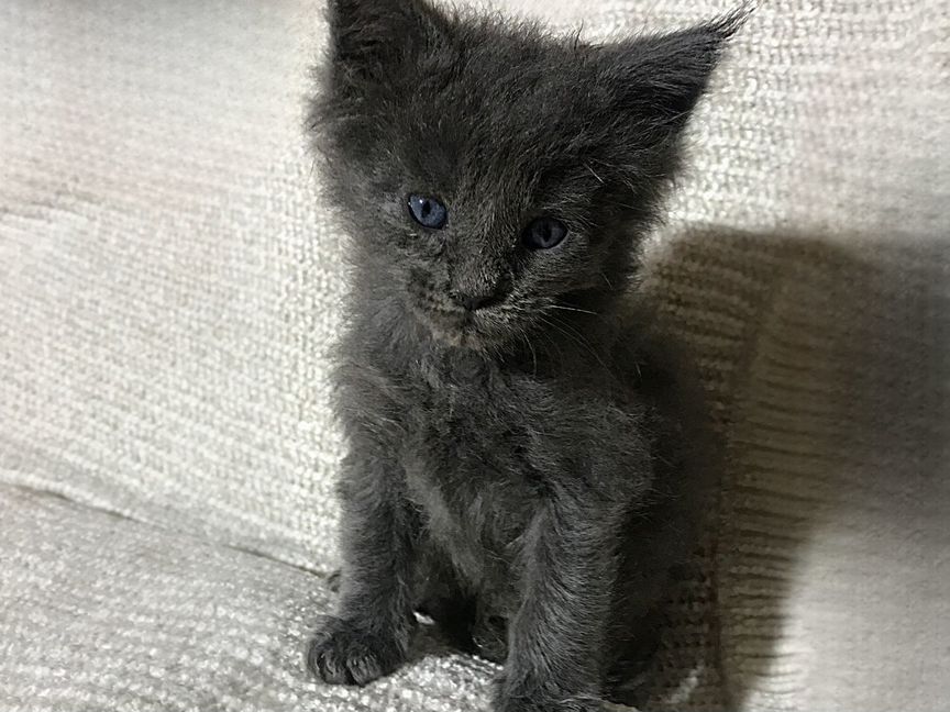 Котята чистокровные мейн-кун