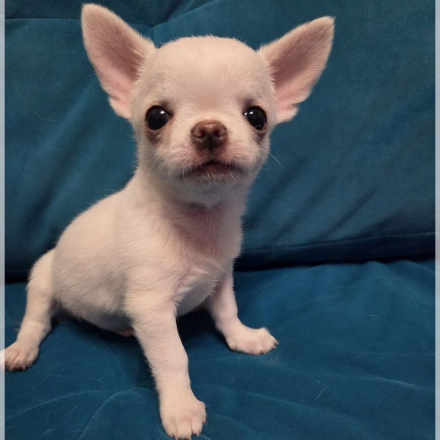 Чихуахуа, щенок